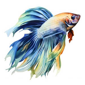 Betta Fish Clipart, Aquarium Fishes Images, 10 Watercolor Clip Art ...