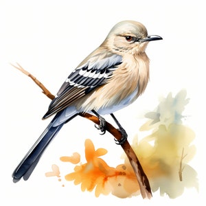 Watercolor Mockingbird Clipart: Printable Bird Images (commercial Use ...