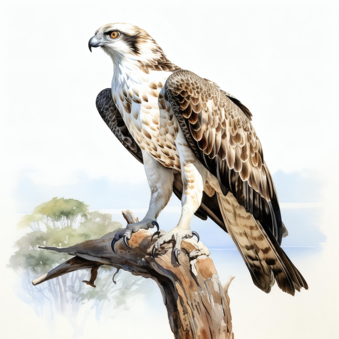 Osprey Clipart, Bird of Prey Images, 10 Watercolor Clip Art, Printable ...