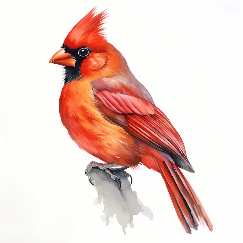 Red Cardinal Clipart, Cardinal Bird Images, 10 Watercolor Clip Art ...