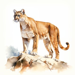Mountain Lion Clipart, Cougar Images, 10 Watercolor Clip Art, Printable ...