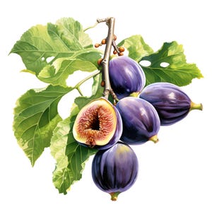 Fig Tree Clipart, Fig Tree Branch Images, 10 Watercolor Clip Art ...