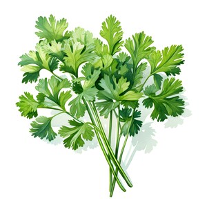 Watercolor Cilantro Clipart: Kitchen Herbs Art (jpgs, Instant Download ...