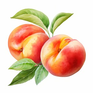 Watercolor Peach Clipart: Summer Fruit Images (jpgs, Instant Download ...