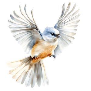 Tufted Titmouse Clipart, Flying Titmouse Images, 10 Watercolor Clip Art ...