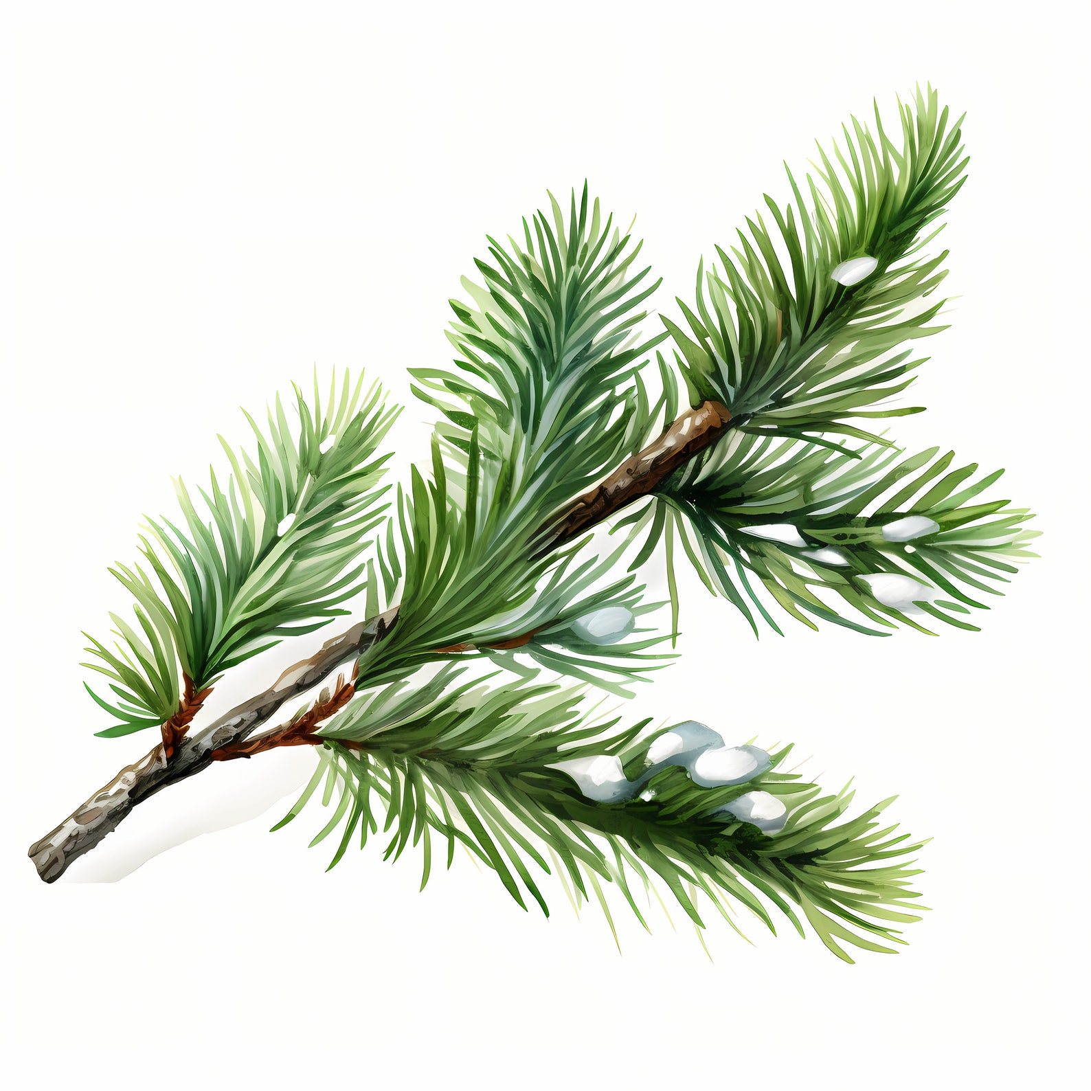 Fir Tree Branch Clipart, Christmas Fir Tree Images, 10 Watercolor Clip ...