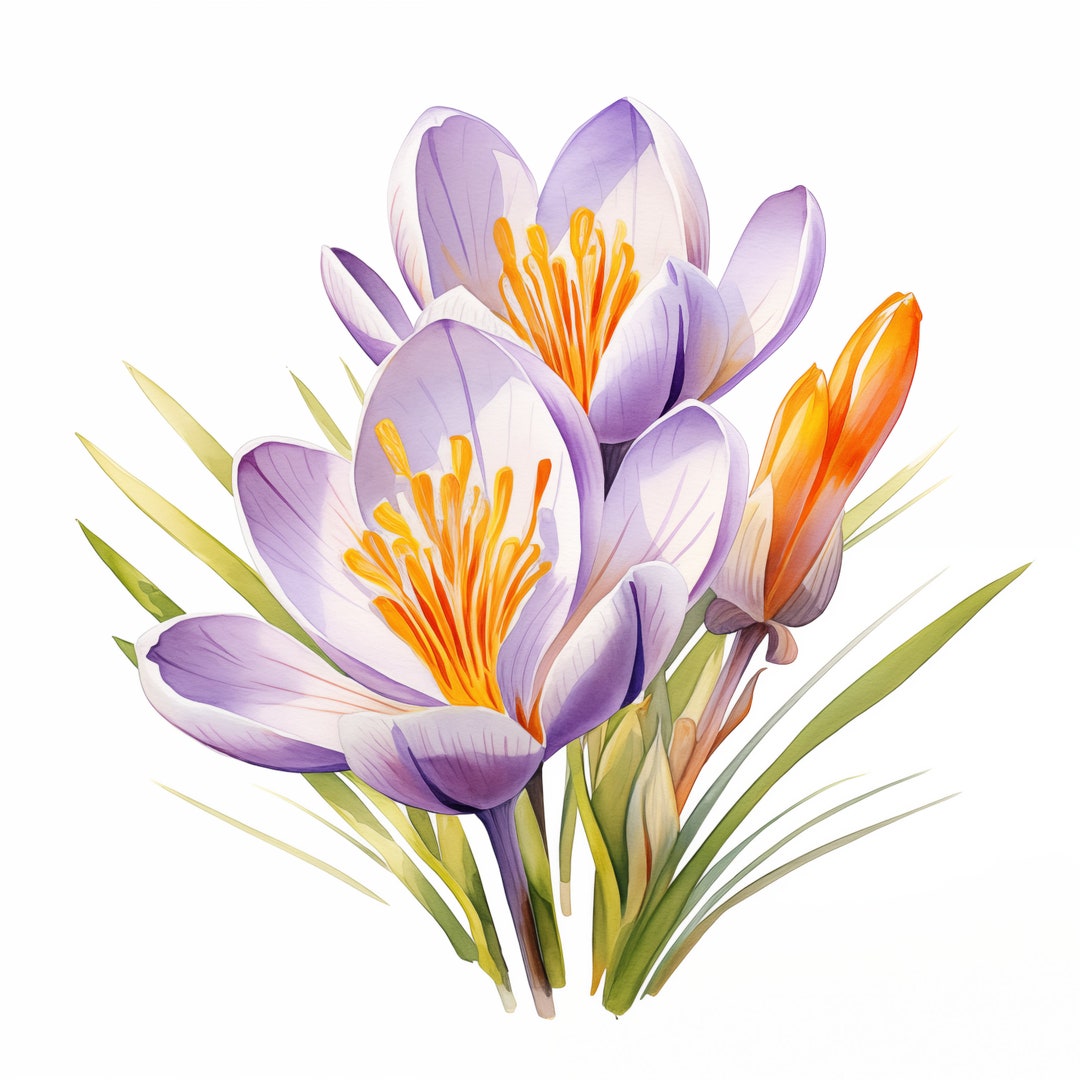 Crocus Clipart, Crocus Flowers Images, 10 Watercolor Clip Art ...