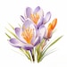 Crocus Clipart, Crocus Flowers Images, 10 Watercolor Clip Art ...