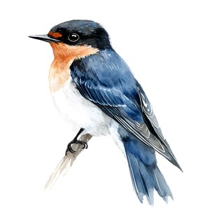 Swallow Clipart, Flying Swallow Bird Images, 10 Watercolor Clip Art ...