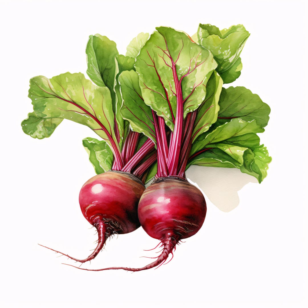 Beetroot Watercolor Clipart: Vegetable Art, Commercial Use Jpgs ...
