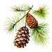 Pine Cones Clipart, Christmas Fir Tree Images, 10 Watercolor Clip Art ...