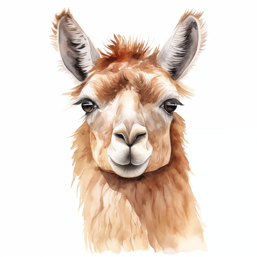 Watercolor Llama Clipart: Printable JPG Images, Commercial Use (digital ...