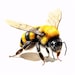 Watercolor Bumblebee Clipart: 10 JPG Images, Commercial Use (instant ...