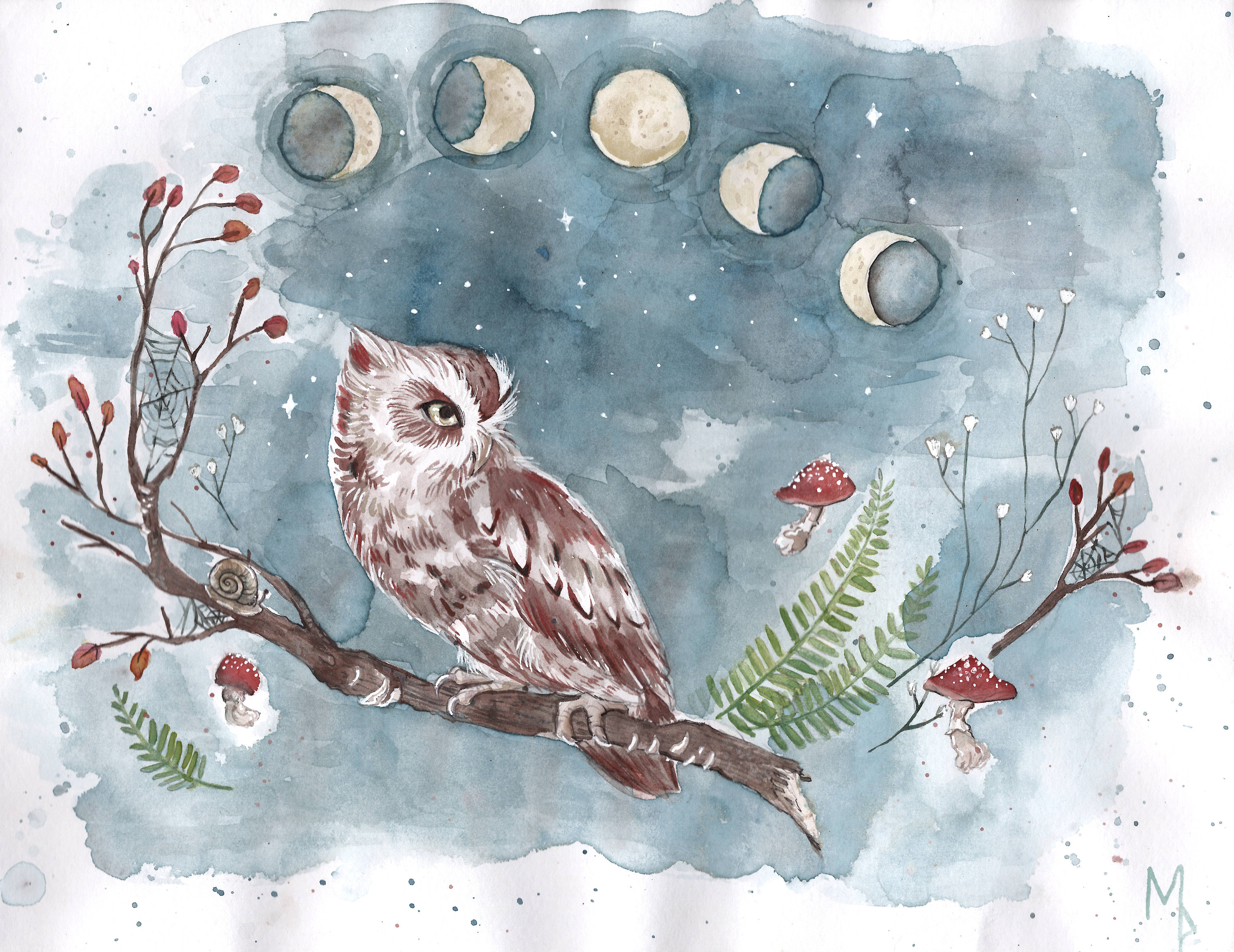 Eastern Screech Owl Drawing