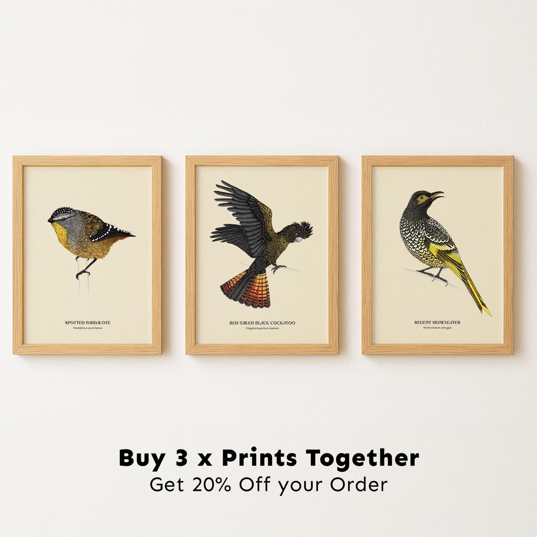 Australian Birds Posters Native Bird Art - Buy 3 X Prints for 20% Off ...