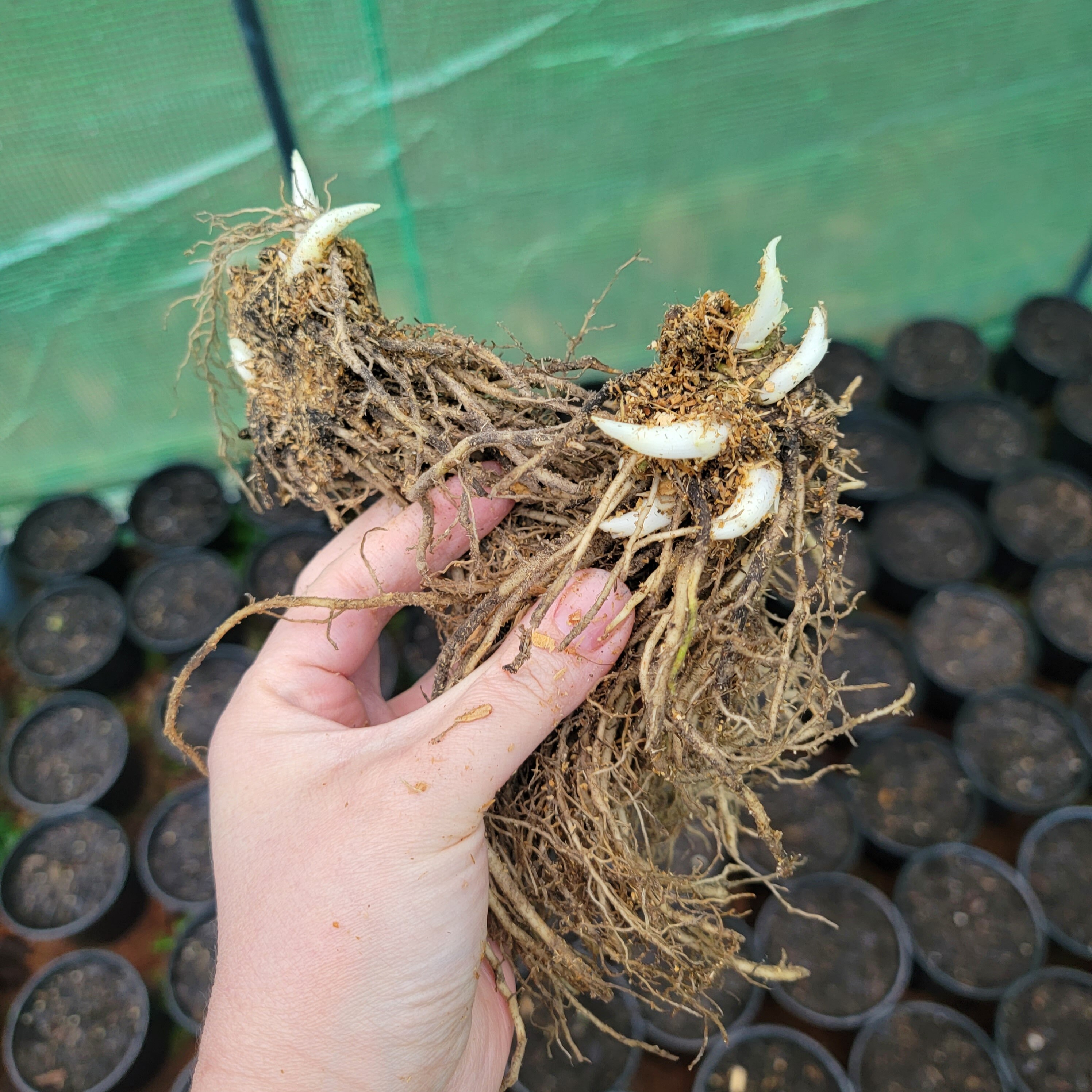 Mixed Hosta Bare Root Perennial Hosta Bulb 6 Live Plants per Order True ...