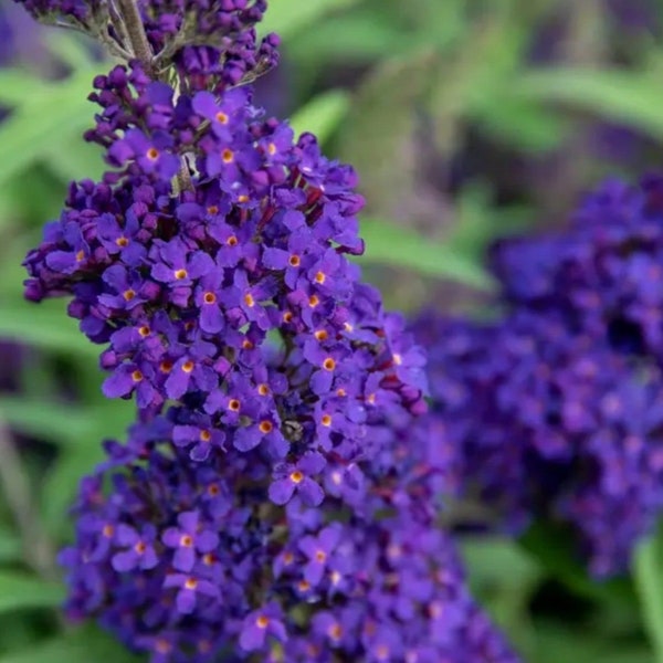 Butterfly Bush - Etsy