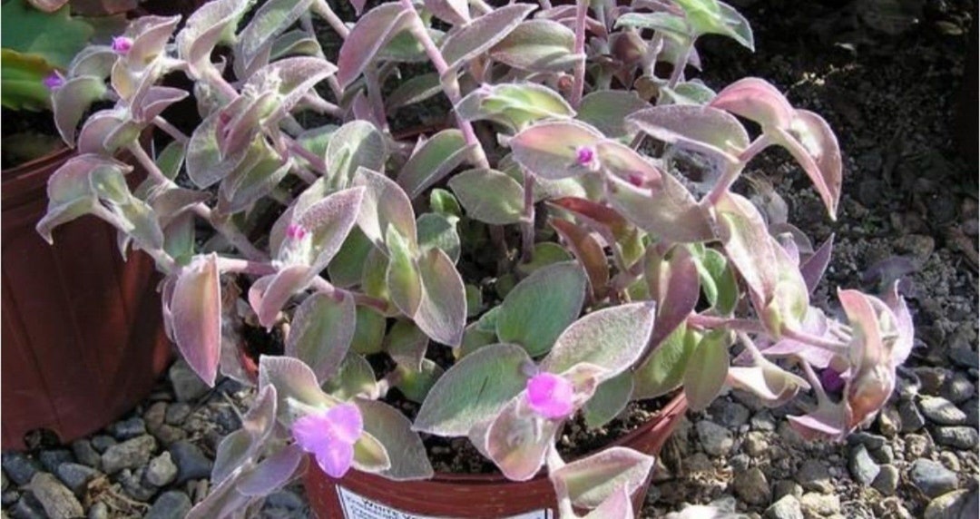 Fuzzy White Wandering Jew House Plant - Etsy