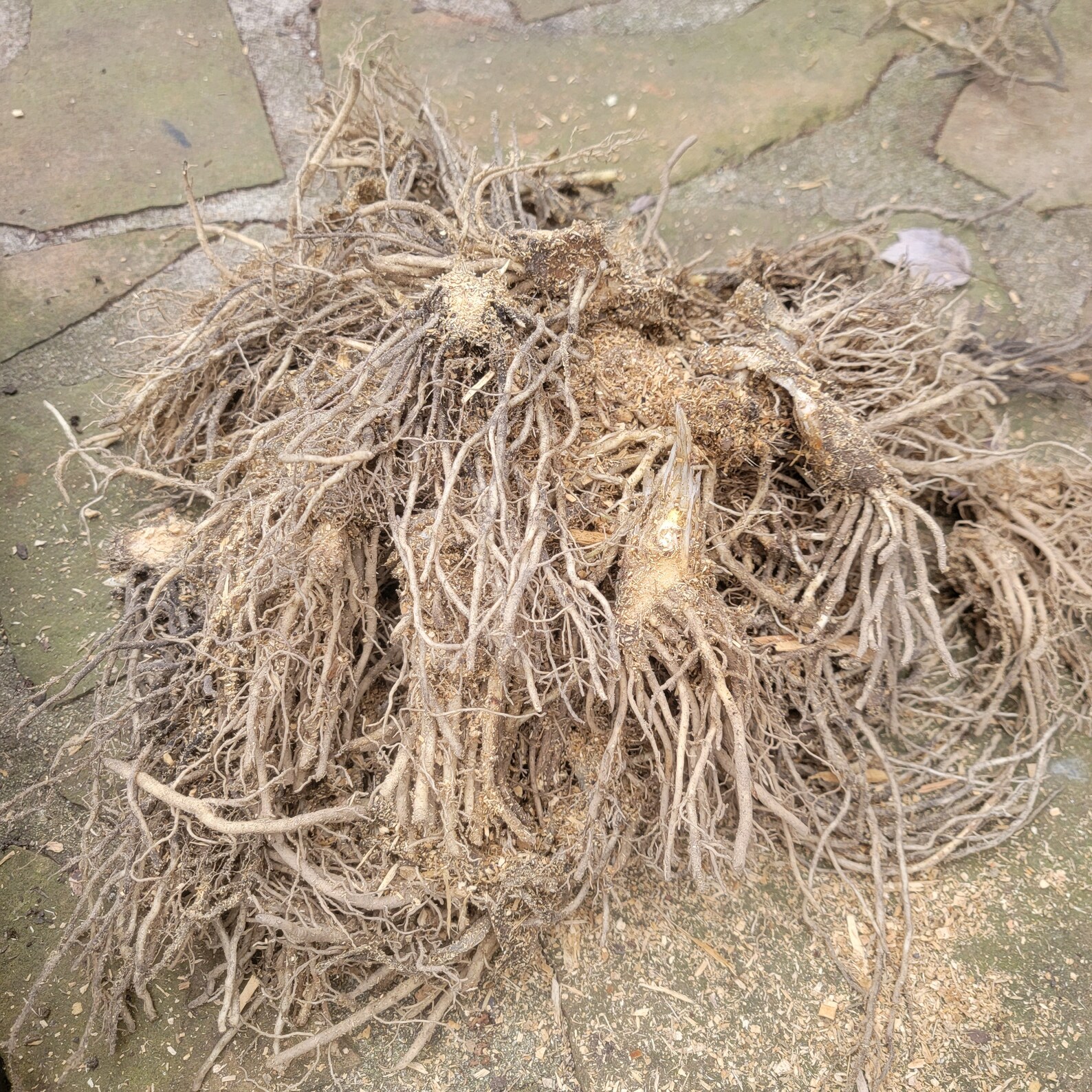 Mixed Hosta Bare Root Perennial Hosta Bulb 6 Live Plants per Order True ...