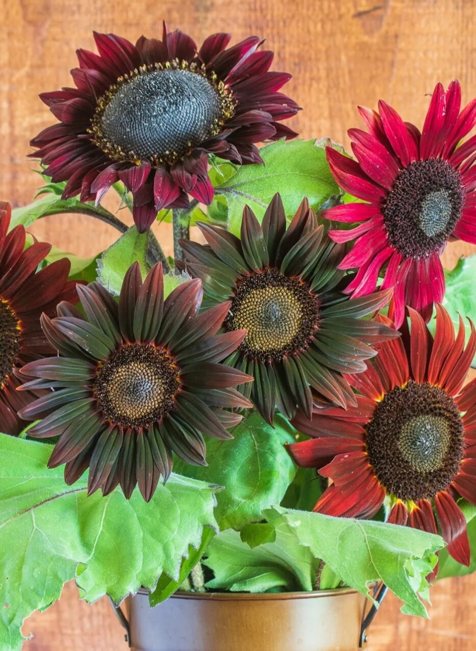 Chocolate Cherry Sunflower Seeds 30 Seeds for Gardening and Plant ...