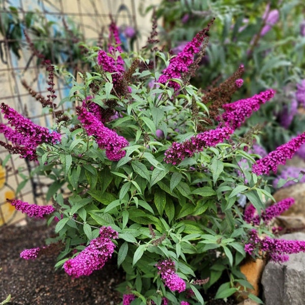 Butterfly Bush - Etsy