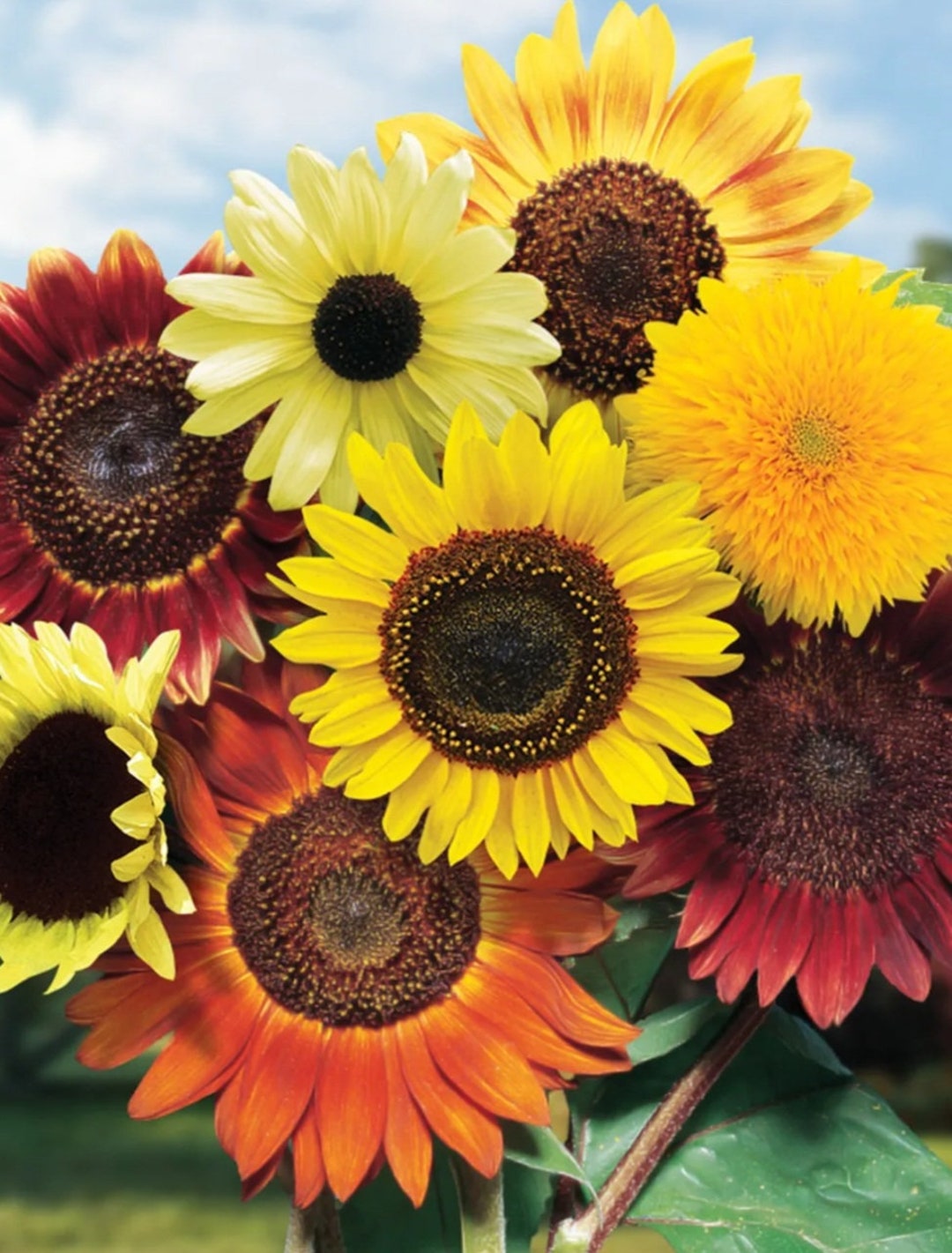 Sunflower Seed Mix Colors 30 Seeds - Etsy