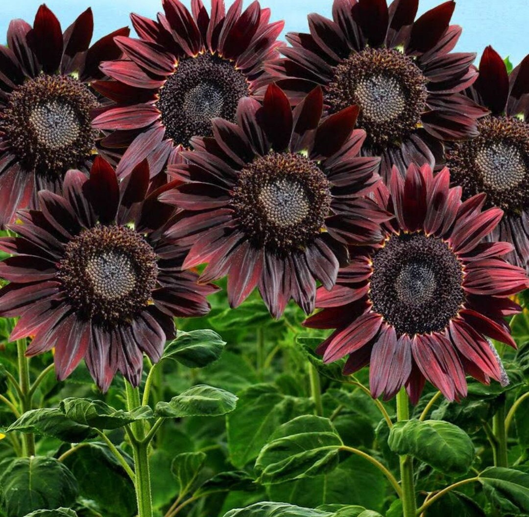 Chocolate Cherry Sunflower Seeds 30 Seeds for Gardening and Plant ...