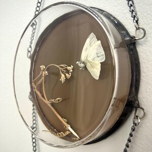Stained Glass Wall Hanging - Real Insect & Flower Mounted on Film Lens ...