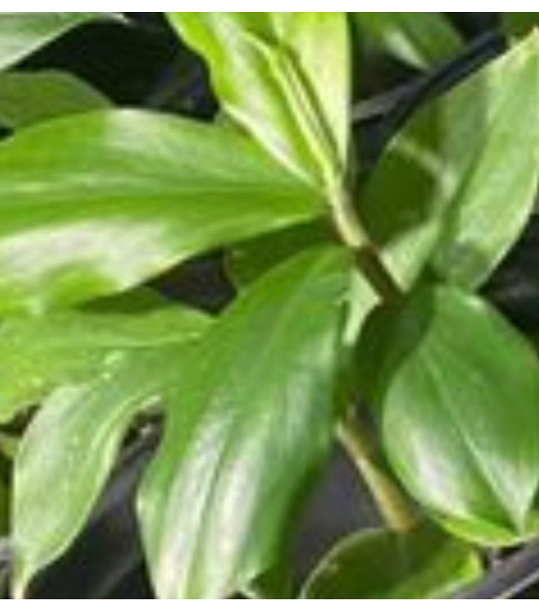 Chamaecostus Cuspidatus, One Insulin Plant costus Igneus - Etsy
