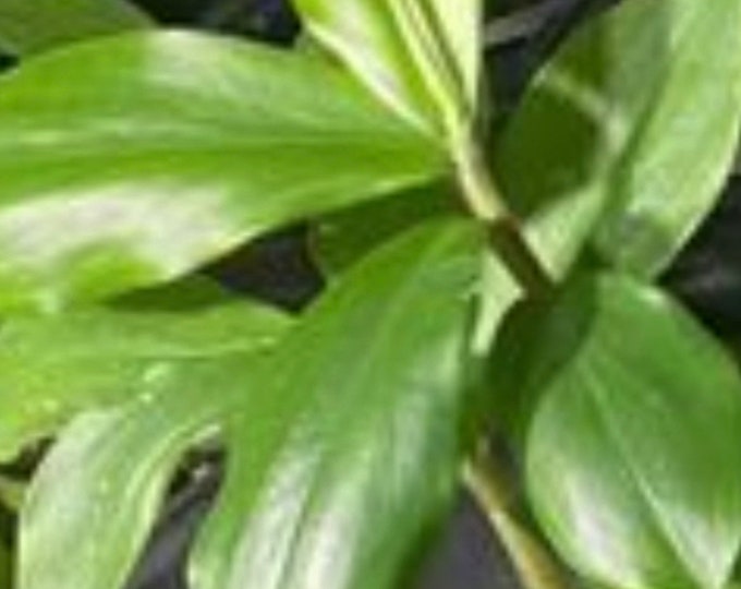 Insulin Plant / Sugar Plant (costus Igneus, Chamaecostus Cuspidatus) - Etsy