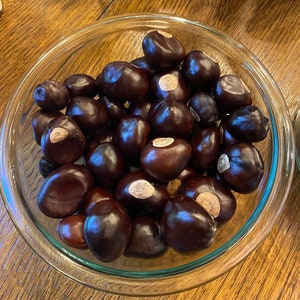A Dozen Tennessee Buckeyes for Decoration Fresh-fallen Carry One for ...
