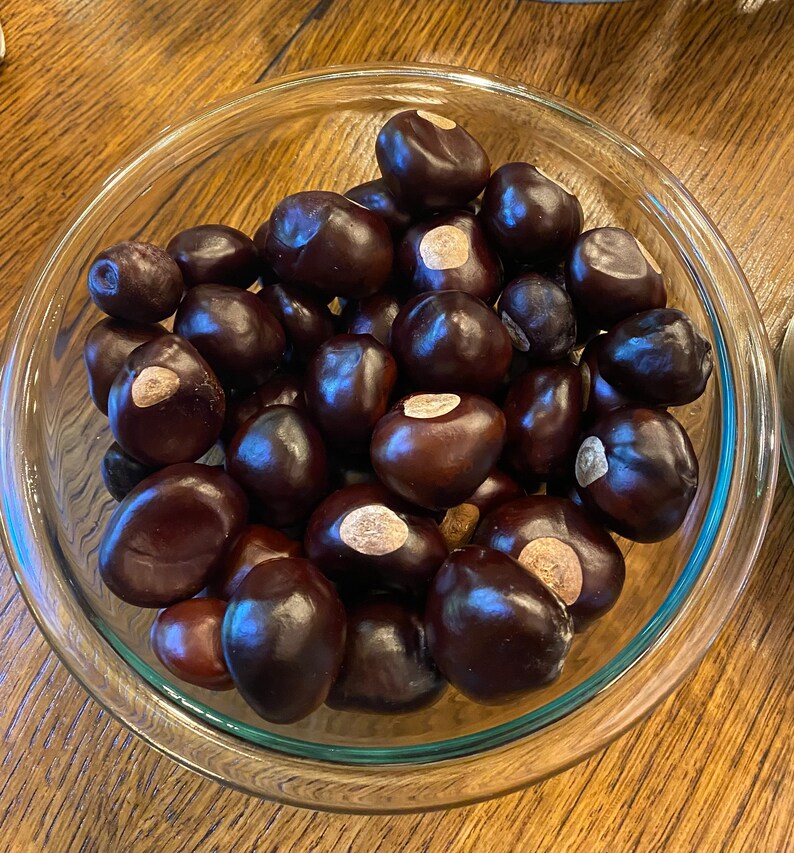 A Dozen Tennessee Buckeyes for Decoration Fresh-fallen Carry One for ...