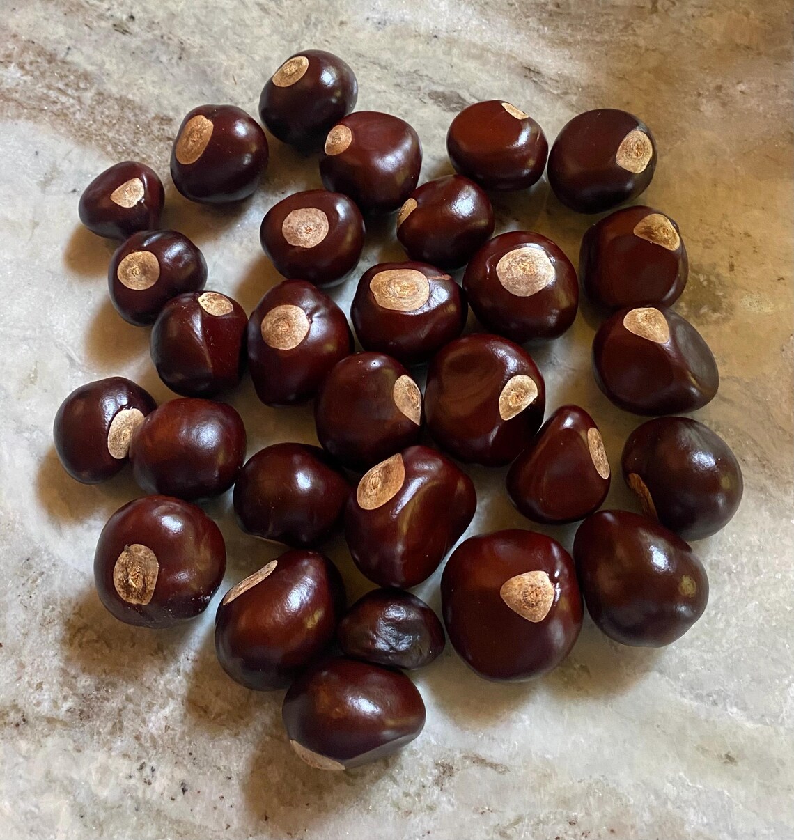 A Dozen Tennessee Buckeyes for Decoration Fresh-fallen Carry One for ...