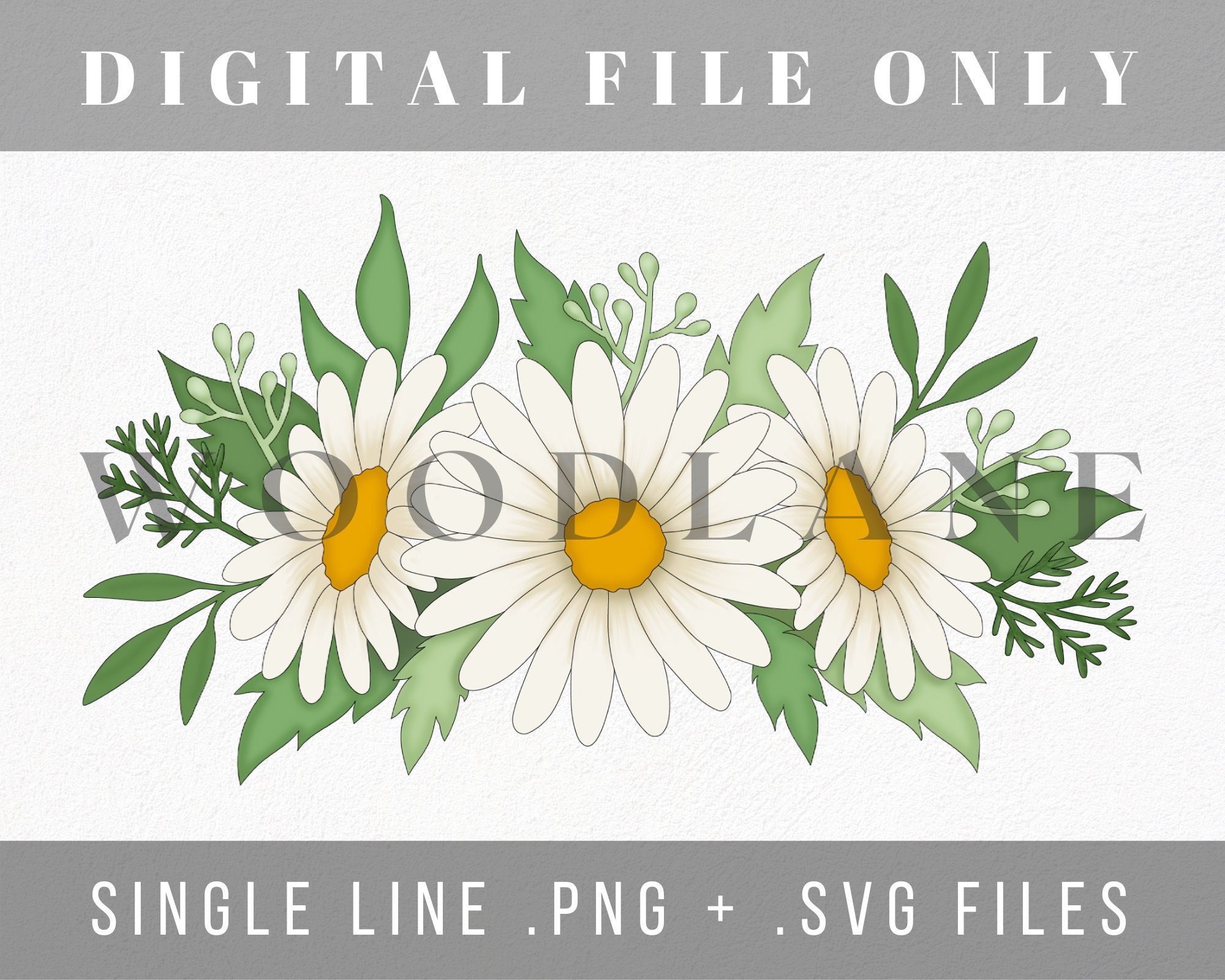 Single Daisy Clipart
