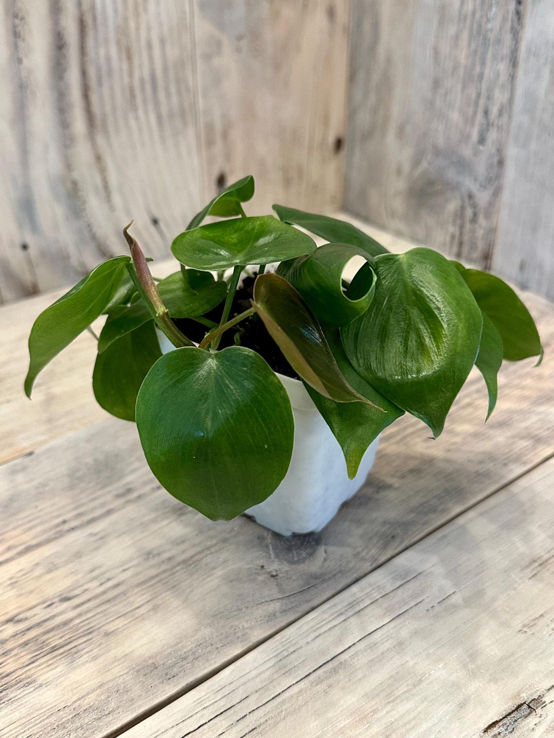 Heart Leaf Philodendron, Rooted Cuttings, Live Plant, Vine, Easy Care ...