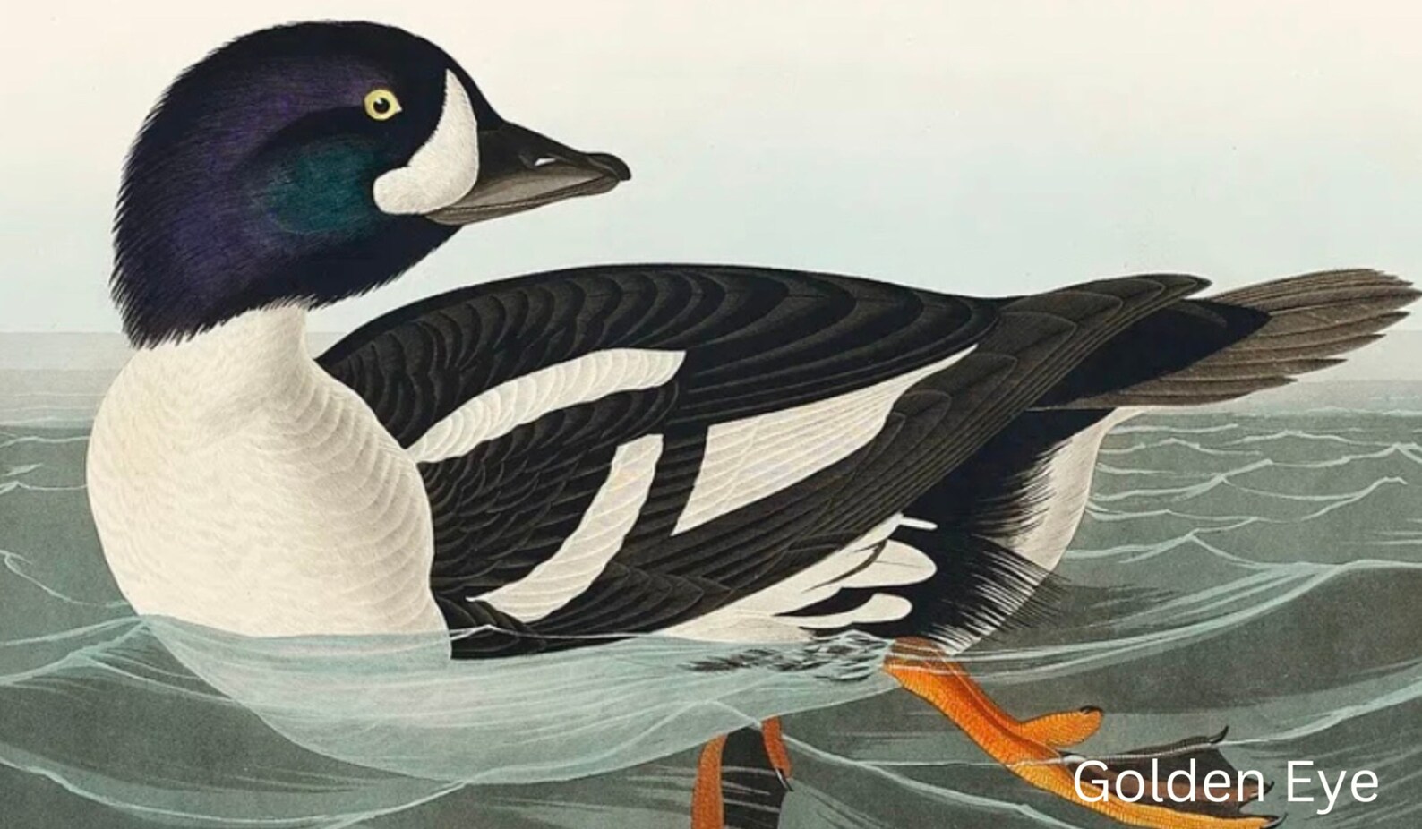 Gallery of Vintage John James Audubon’ S Famous Ducks of North America ...