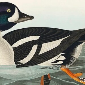 Gallery of Vintage John James Audubon’ S Famous Ducks of North America ...
