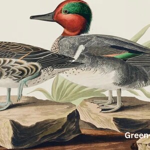 Gallery of Vintage John James Audubon’ S Famous Ducks of North America ...