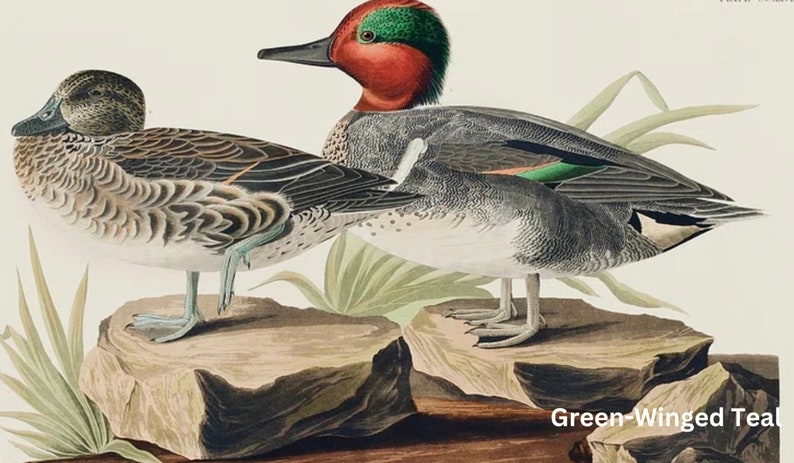 Gallery of Vintage John James Audubon’ S Famous Ducks of North America ...