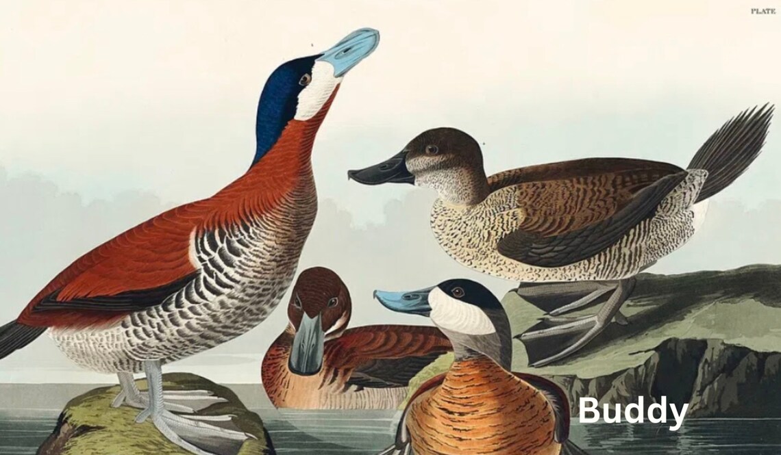 Gallery of Vintage John James Audubon’ S Famous Ducks of North America ...