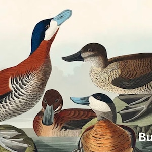 Gallery of Vintage John James Audubon’ S Famous Ducks of North America ...