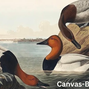 Gallery of Vintage John James Audubon’ S Famous Ducks of North America ...