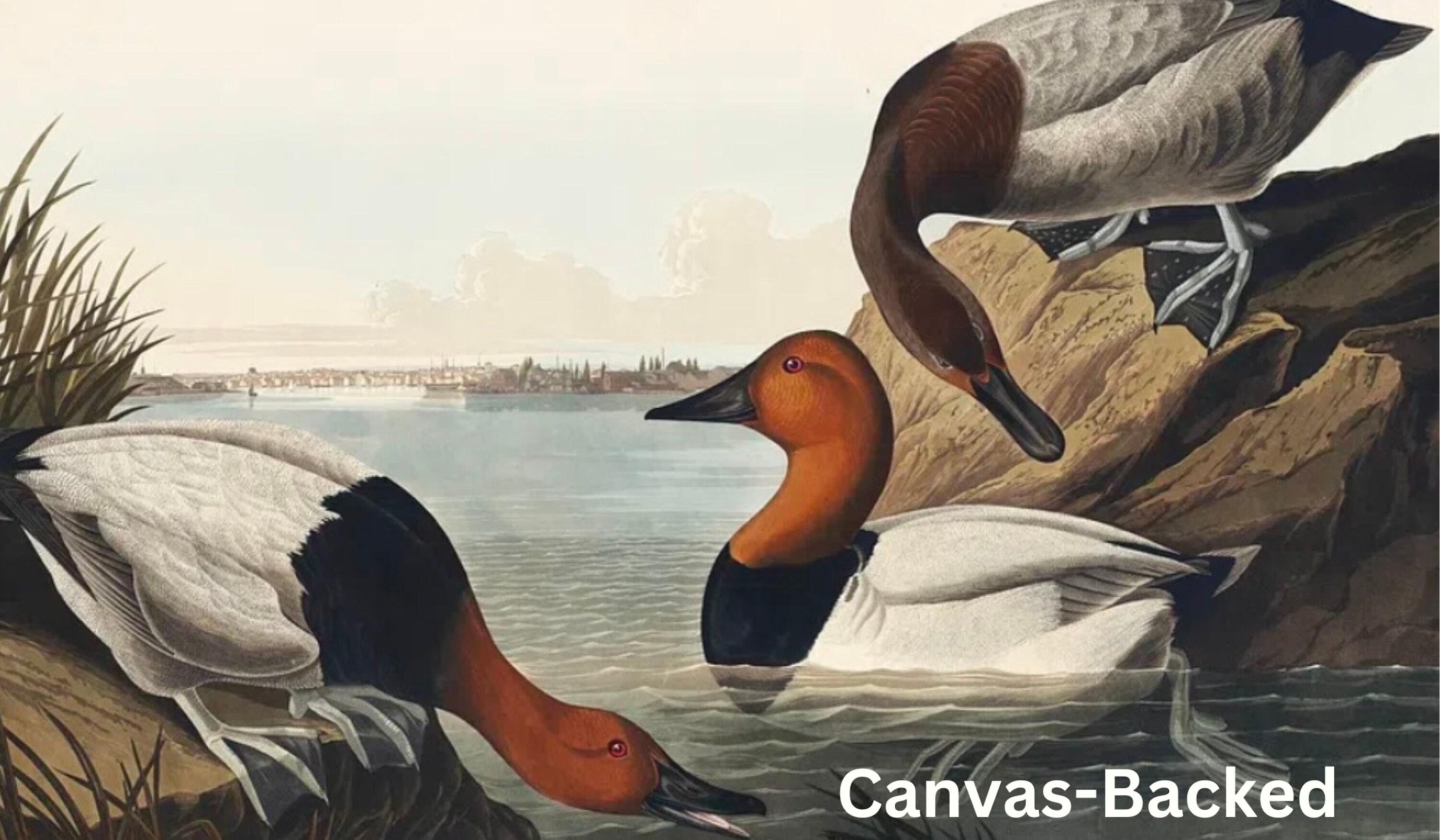 Gallery of Vintage John James Audubon’ S Famous Ducks of North America ...