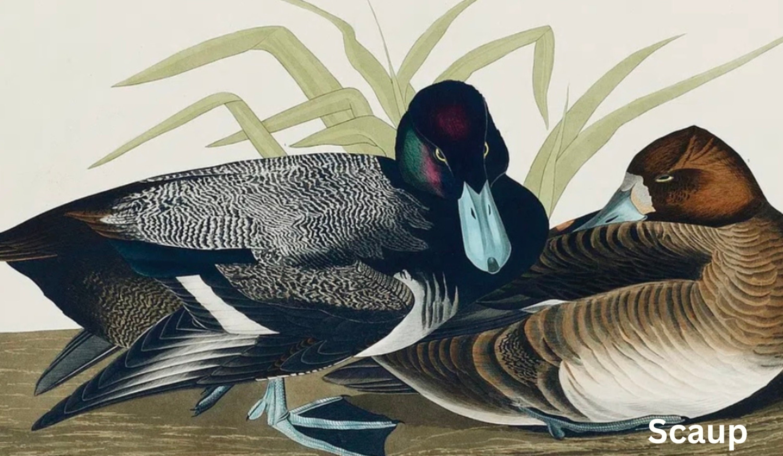 Gallery of Vintage John James Audubon S Famous Ducks of North America ...