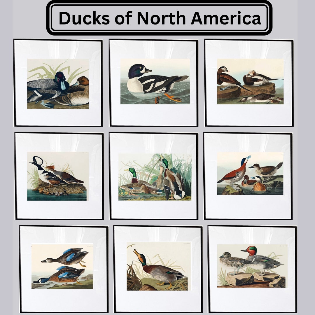 Gallery of Vintage John James Audubon’ S Famous Ducks of North America ...