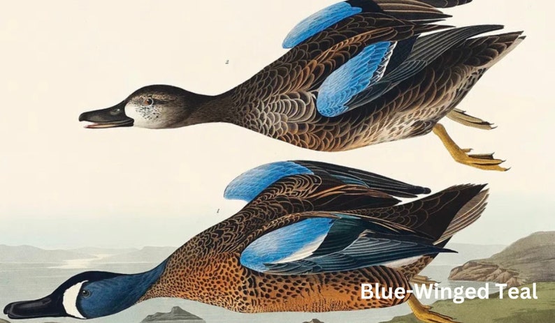 Gallery of Vintage John James Audubon’ S Famous Ducks of North America ...