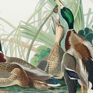 Gallery of Vintage John James Audubon’ S Famous Ducks of North America ...