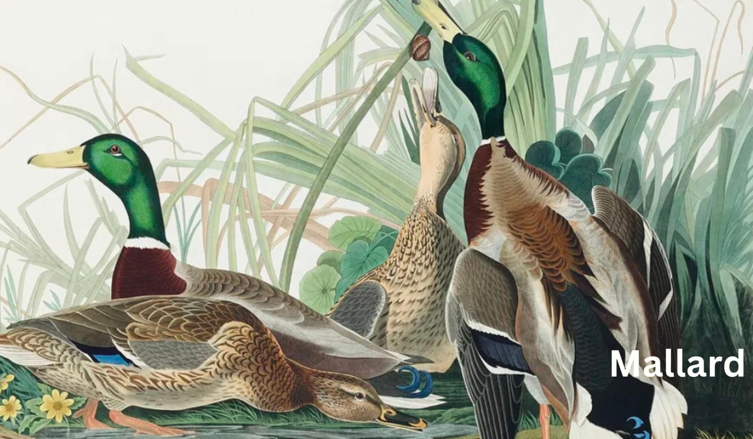 Gallery of Vintage John James Audubon’ S Famous Ducks of North America ...