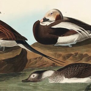 Gallery of Vintage John James Audubon’ S Famous Ducks of North America ...