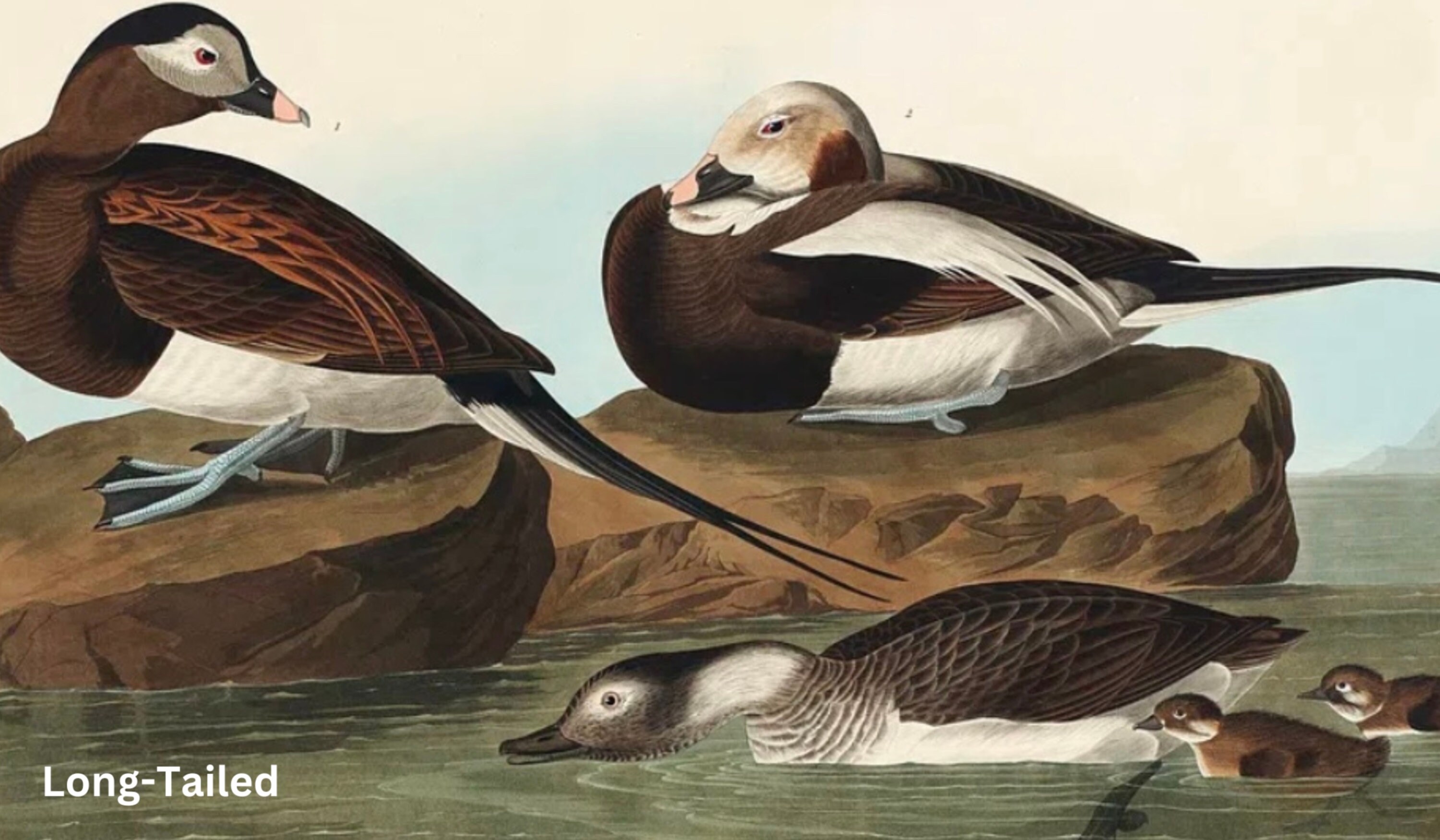 Gallery of Vintage John James Audubon’ S Famous Ducks of North America ...